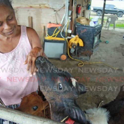 Sean Luke’s mum despondent over retrial of son’s murder accused - TEMPO ...