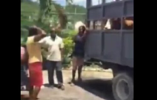 VIDEO: 73-y-o farmer caught leading men stealing cattle in St Ann Loop ...