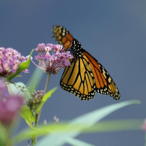 Monarch butterflies are in trouble; here’s how you can help Loop ...