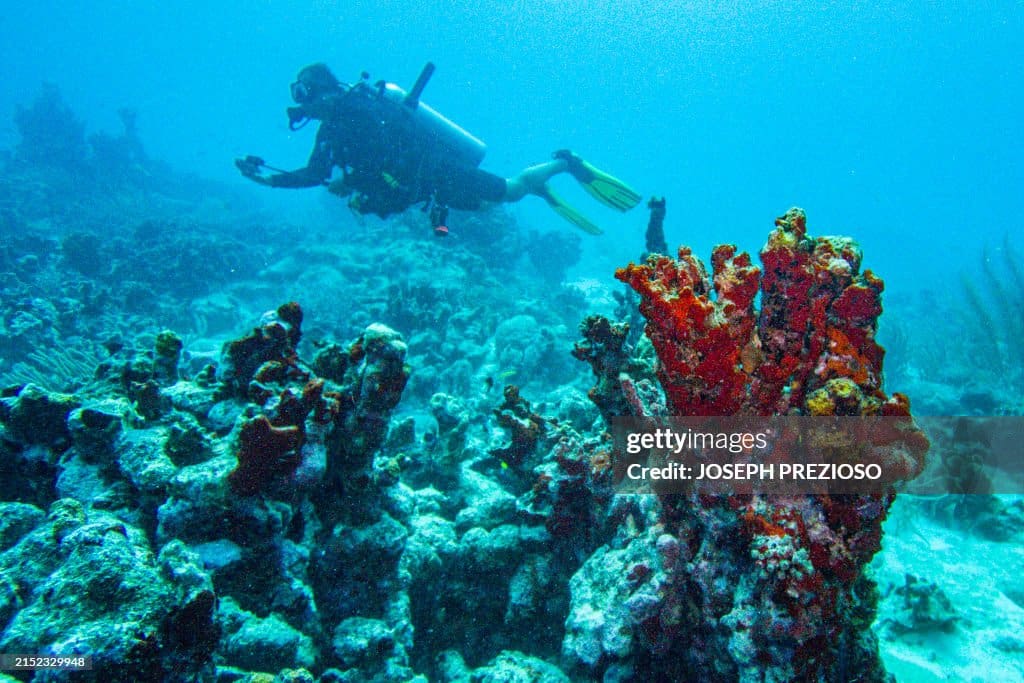BioQuest Achieves Caribbean First with Grooved Brain Coral Genome ...